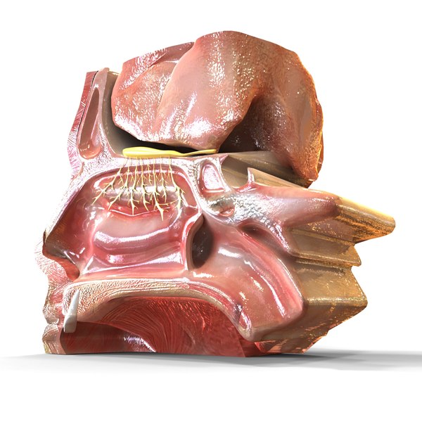 nose anatomy 3d model
