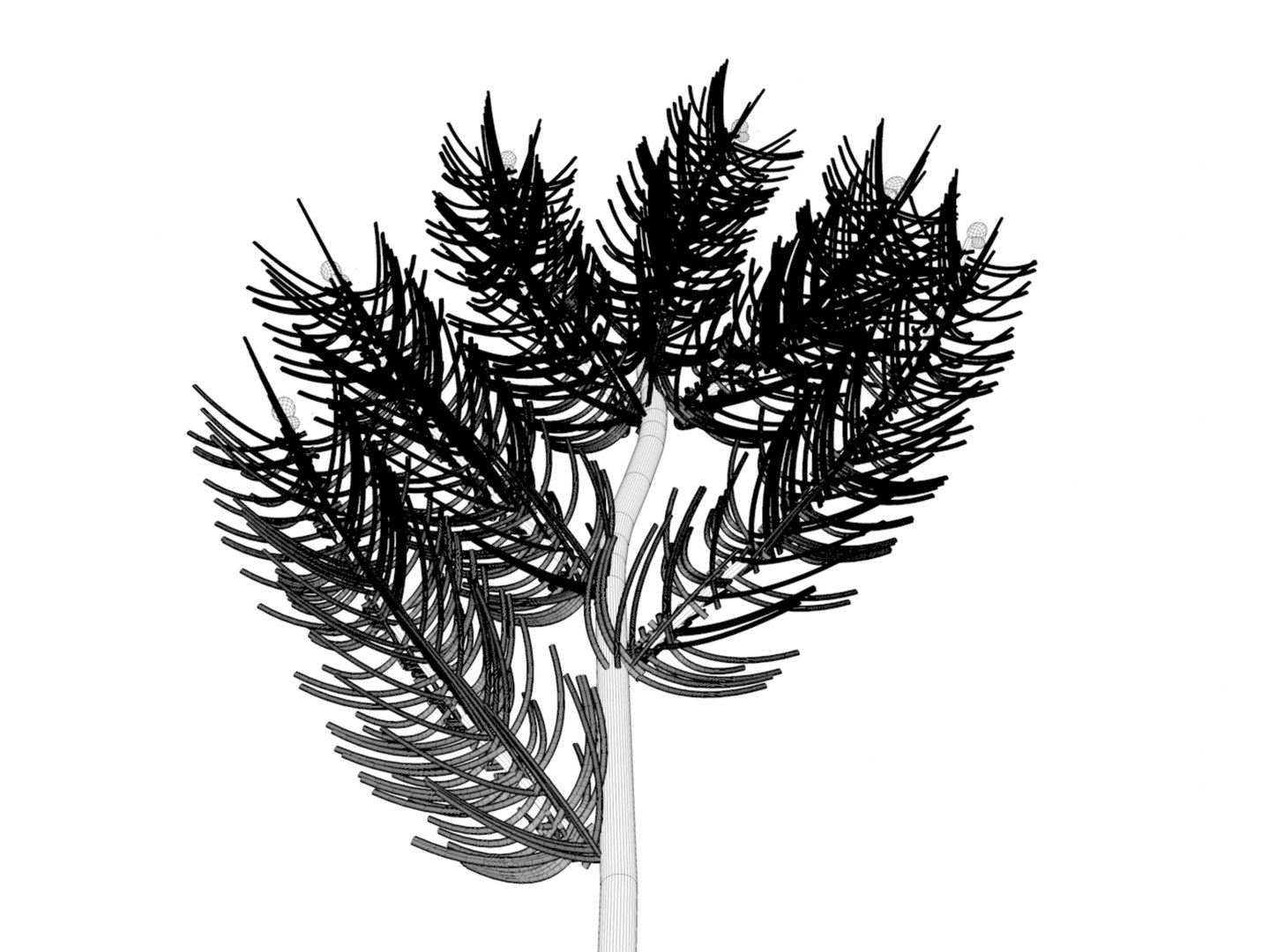 3D Pine Conifer Branch Tree Model - TurboSquid 1505703