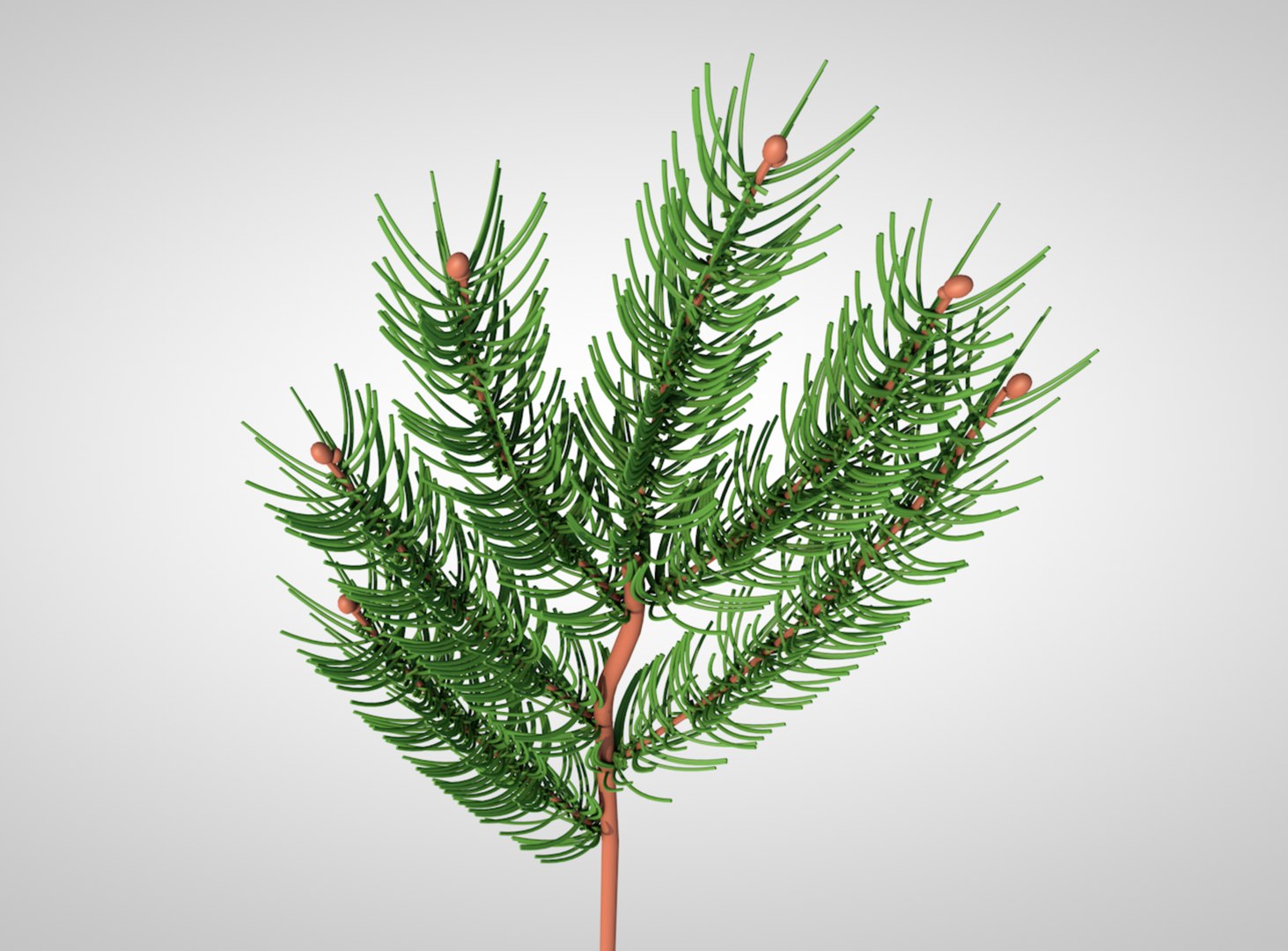3D Pine Conifer Branch Tree Model - TurboSquid 1505703