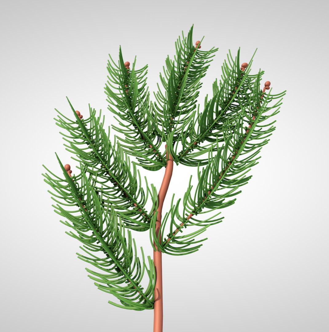 3D Pine Conifer Branch Tree Model - TurboSquid 1505703
