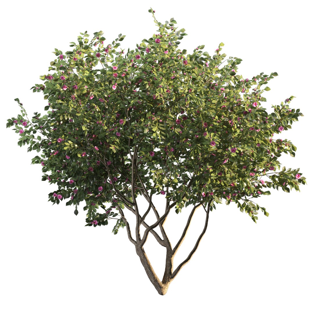 3D Camellia Model - TurboSquid 1903358