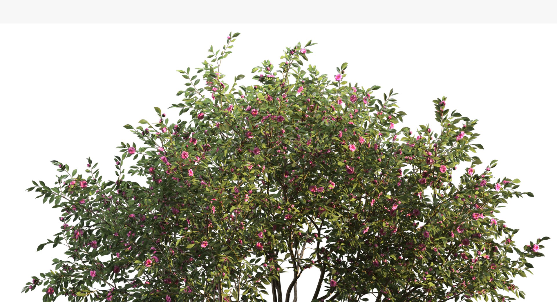 3D Camellia Model - TurboSquid 1903358