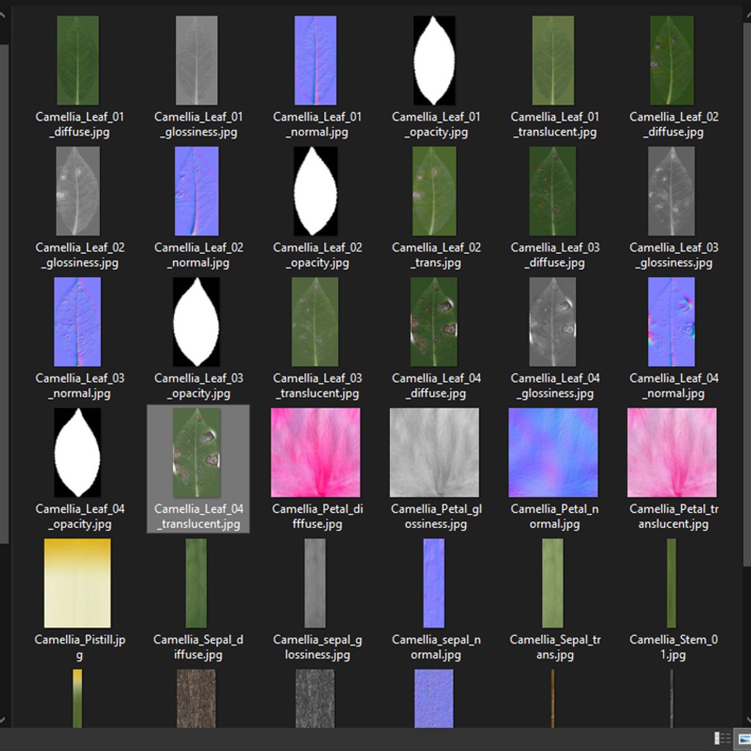 3D Camellia Model - TurboSquid 1903358