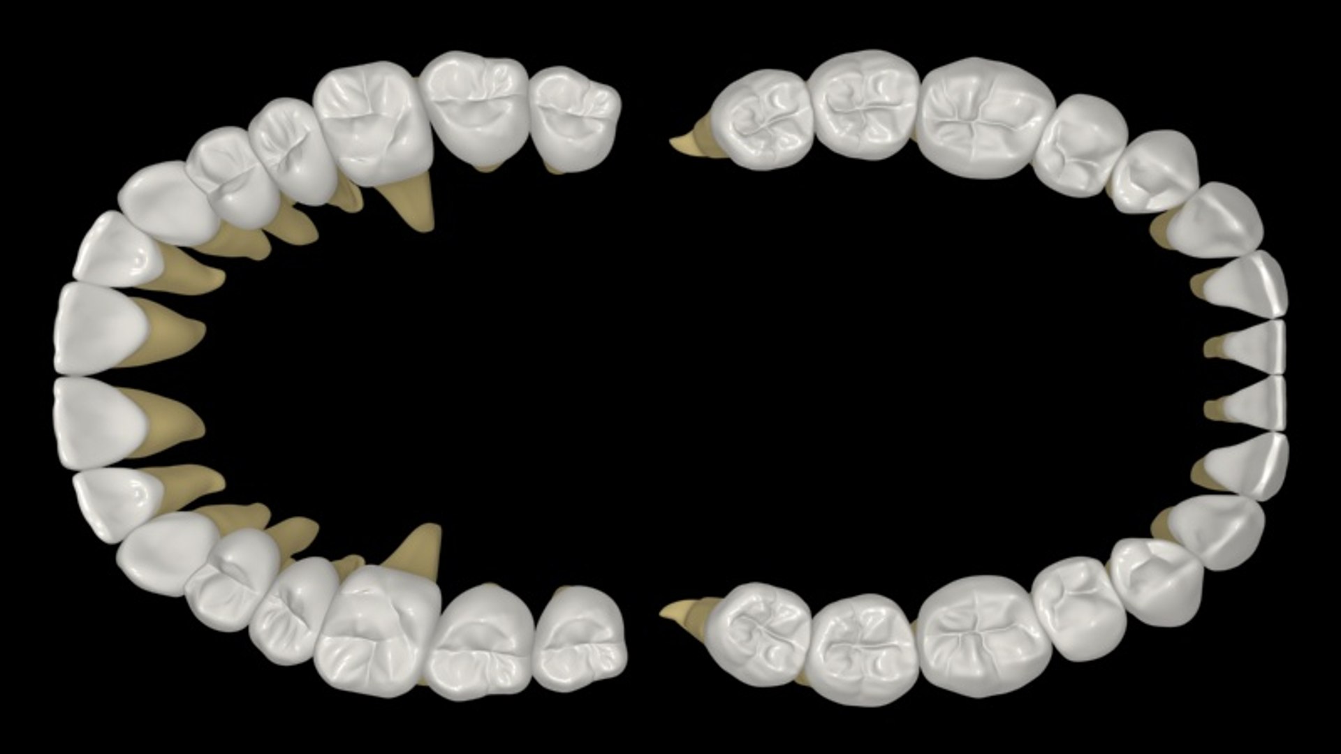 Arch Permanent Human Teeth 3D Model - TurboSquid 1509122