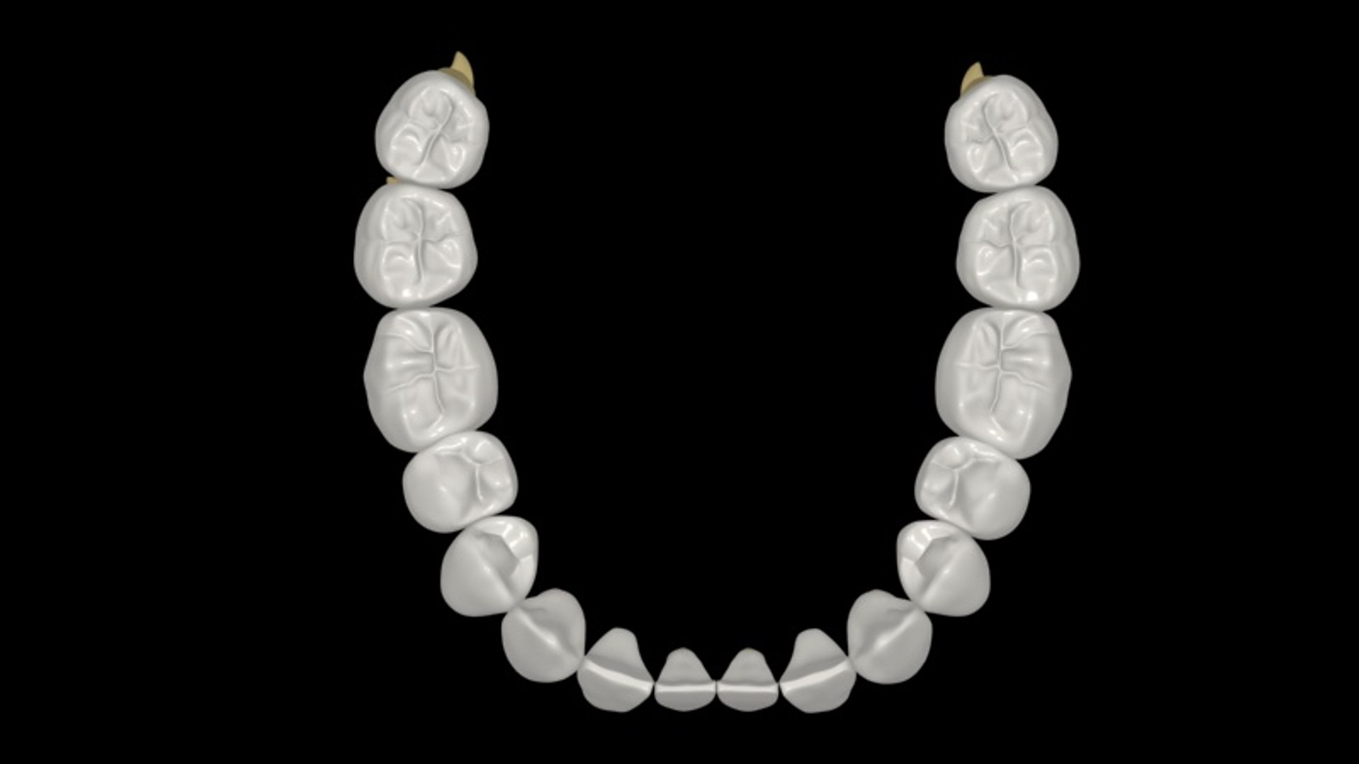 Arch Permanent Human Teeth 3D Model - TurboSquid 1509122