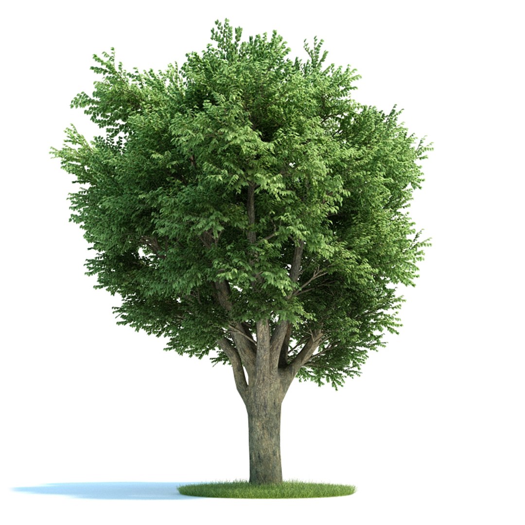 3d archmodels vol 58 trees model