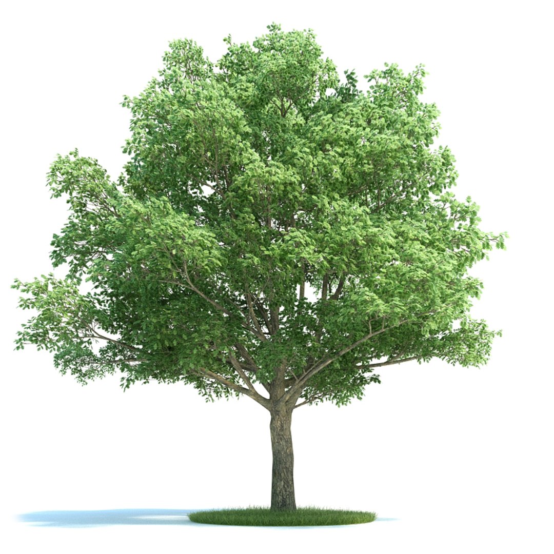 3d archmodels vol 58 trees model