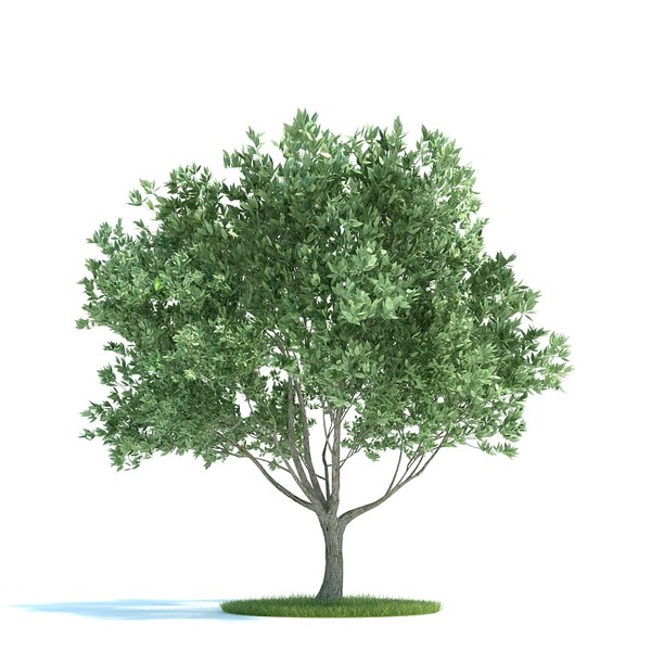 3d archmodels vol 58 trees model