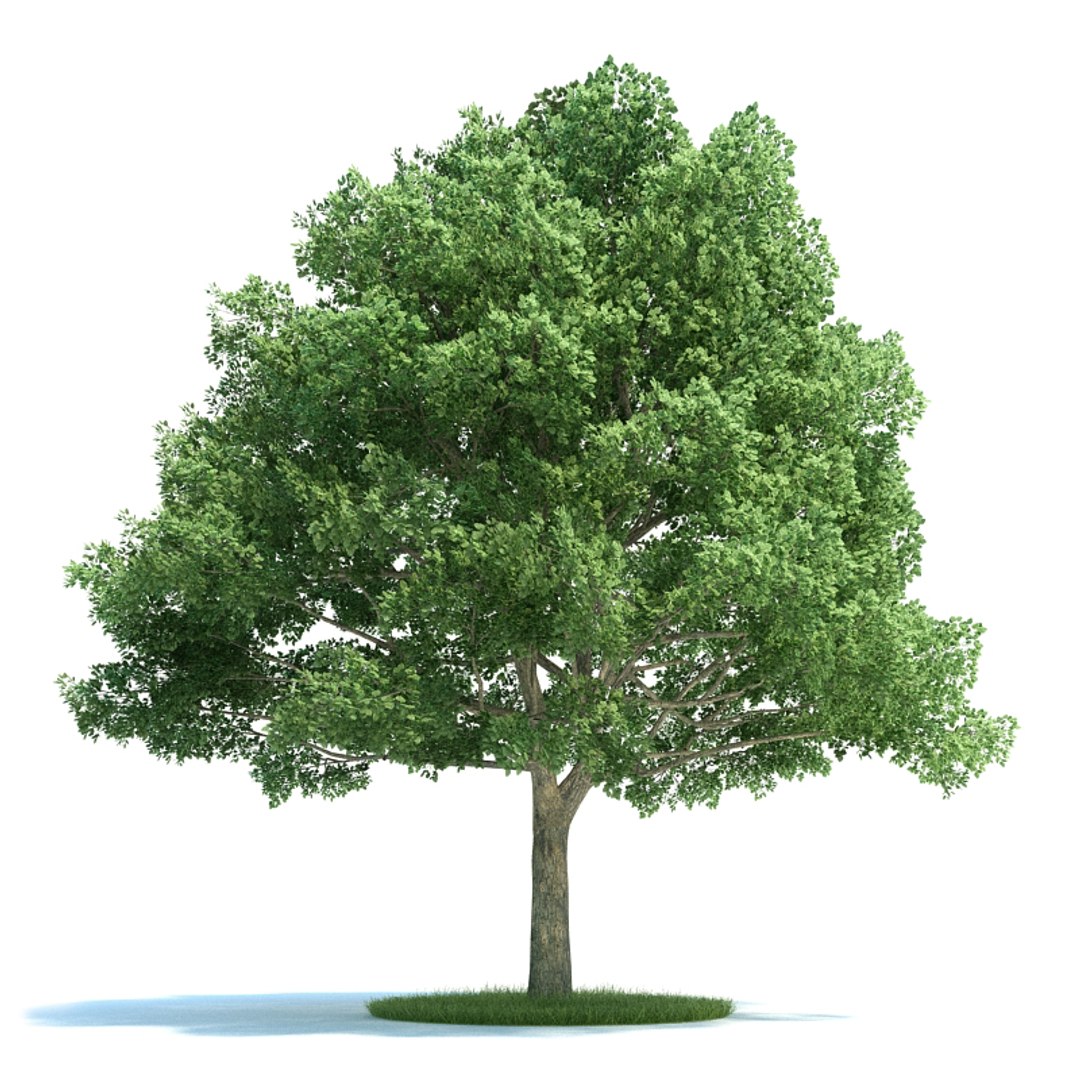 3d archmodels vol 58 trees model
