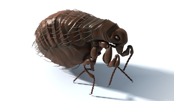 Flea 3D Models for Download | TurboSquid