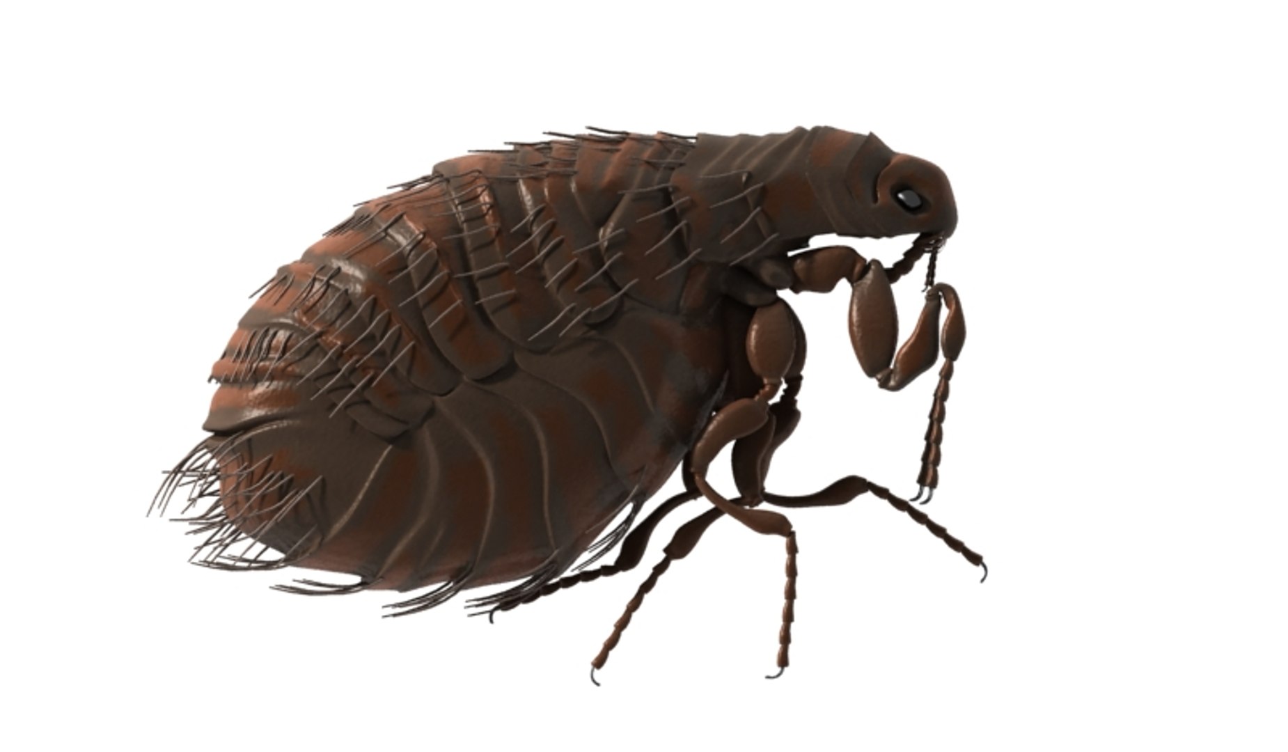 3ds Max Common Flea