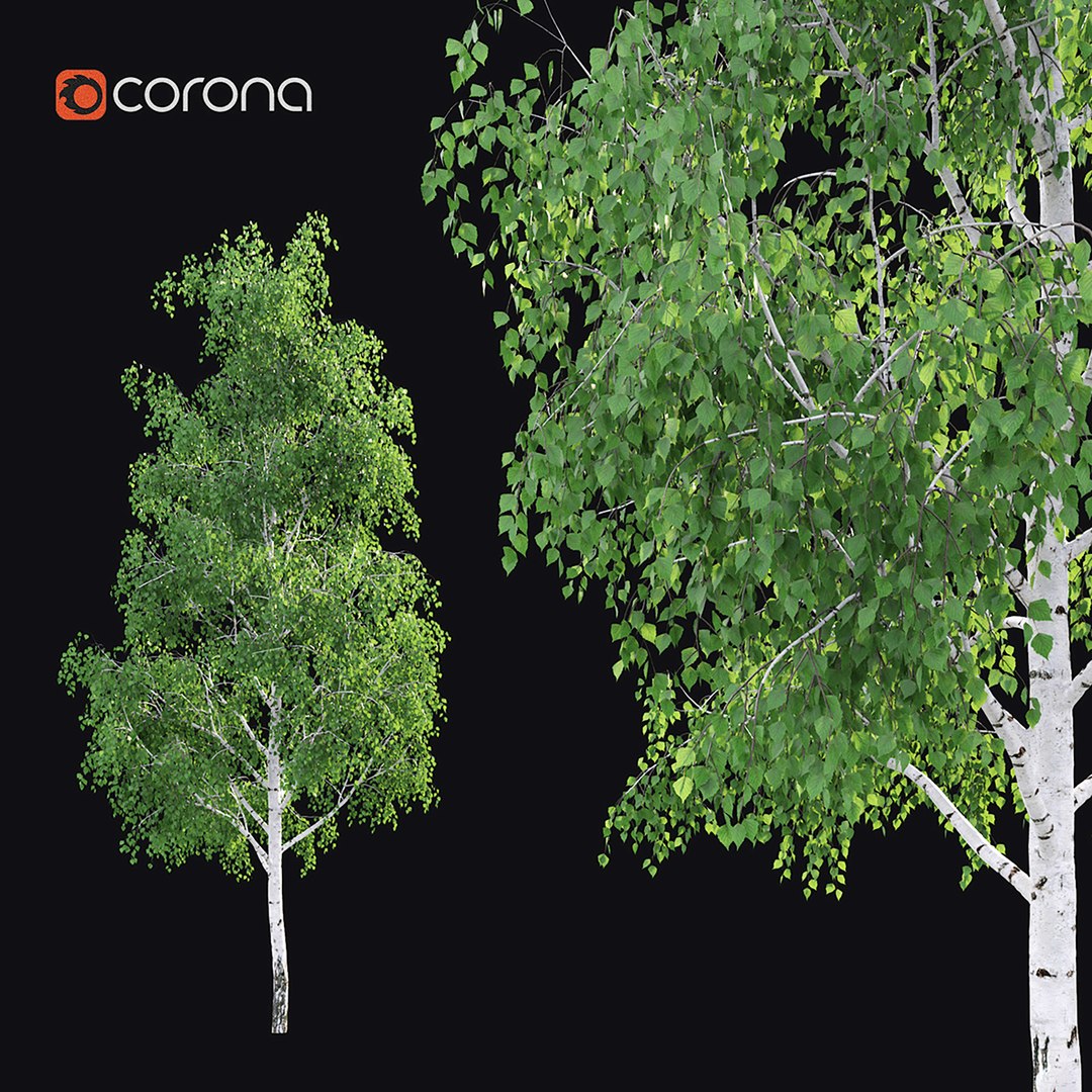 Birch 3D - TurboSquid 1872878