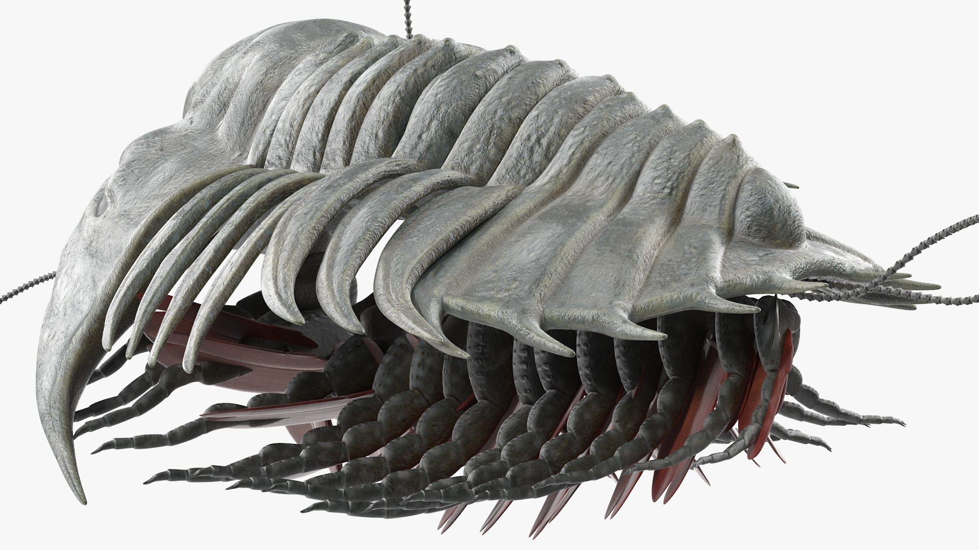 Trilobite extinct marine arachnomorph 3D model - TurboSquid 1488175