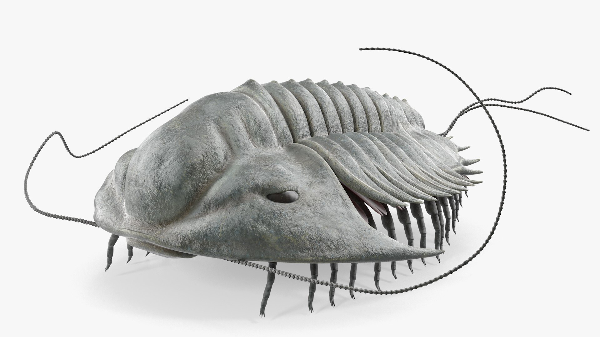 Trilobite extinct marine arachnomorph 3D model - TurboSquid 1488175