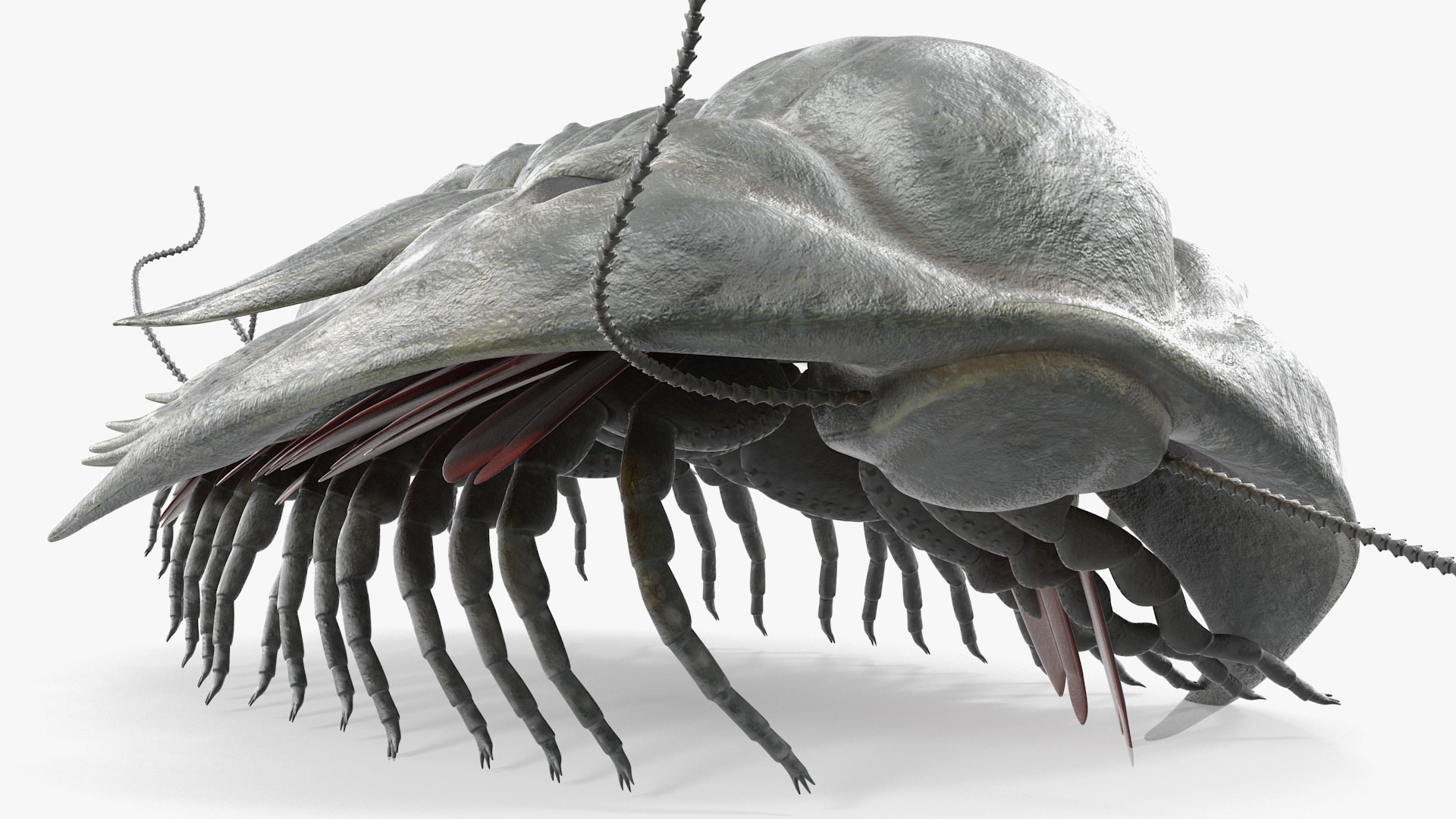 Trilobite Extinct Marine Arachnomorph 3D Model - TurboSquid 1488175