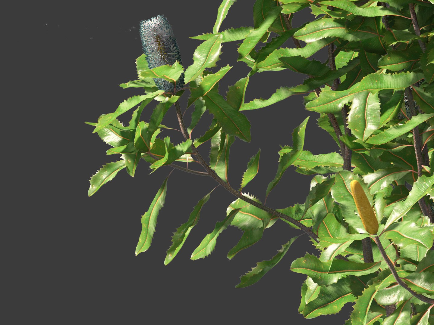 3D Banksia Robur - Swamp Banksia - TurboSquid 2142713