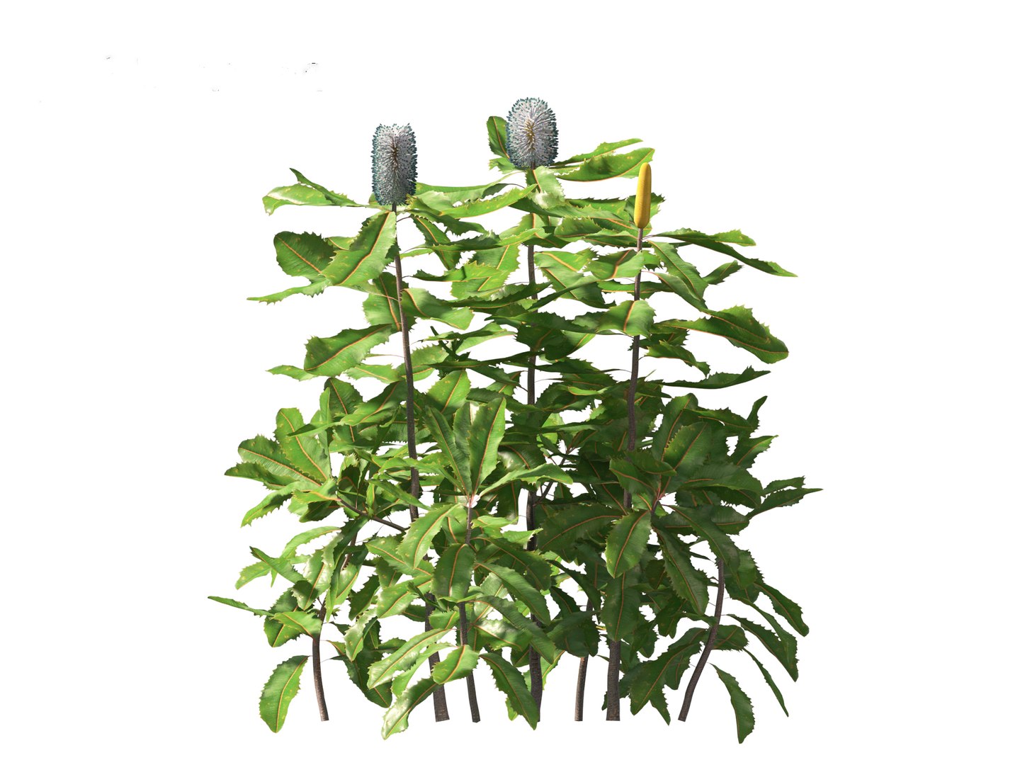 3D Banksia Robur - Swamp Banksia - TurboSquid 2142713