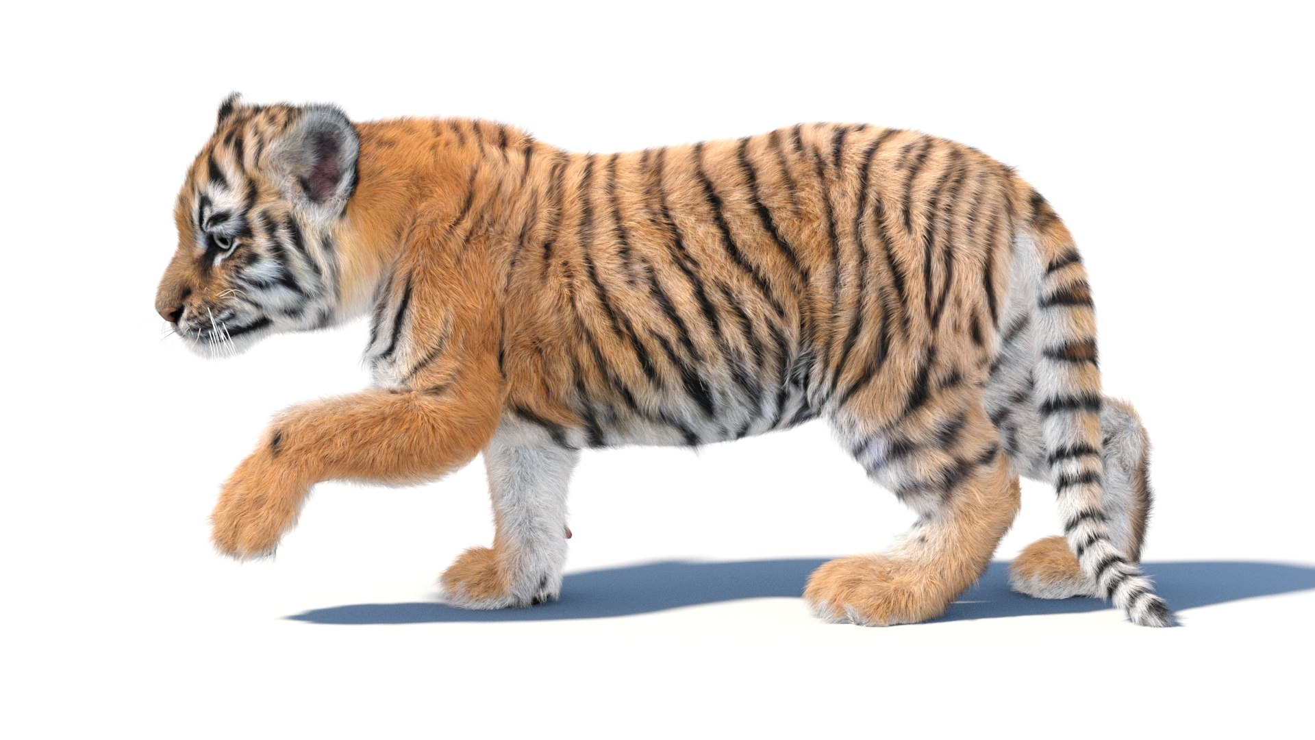 3D Rigged Tiger Cub 3D Model Fur - TurboSquid 2342238
