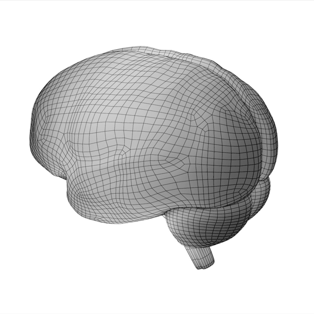 3d Model Human Brain