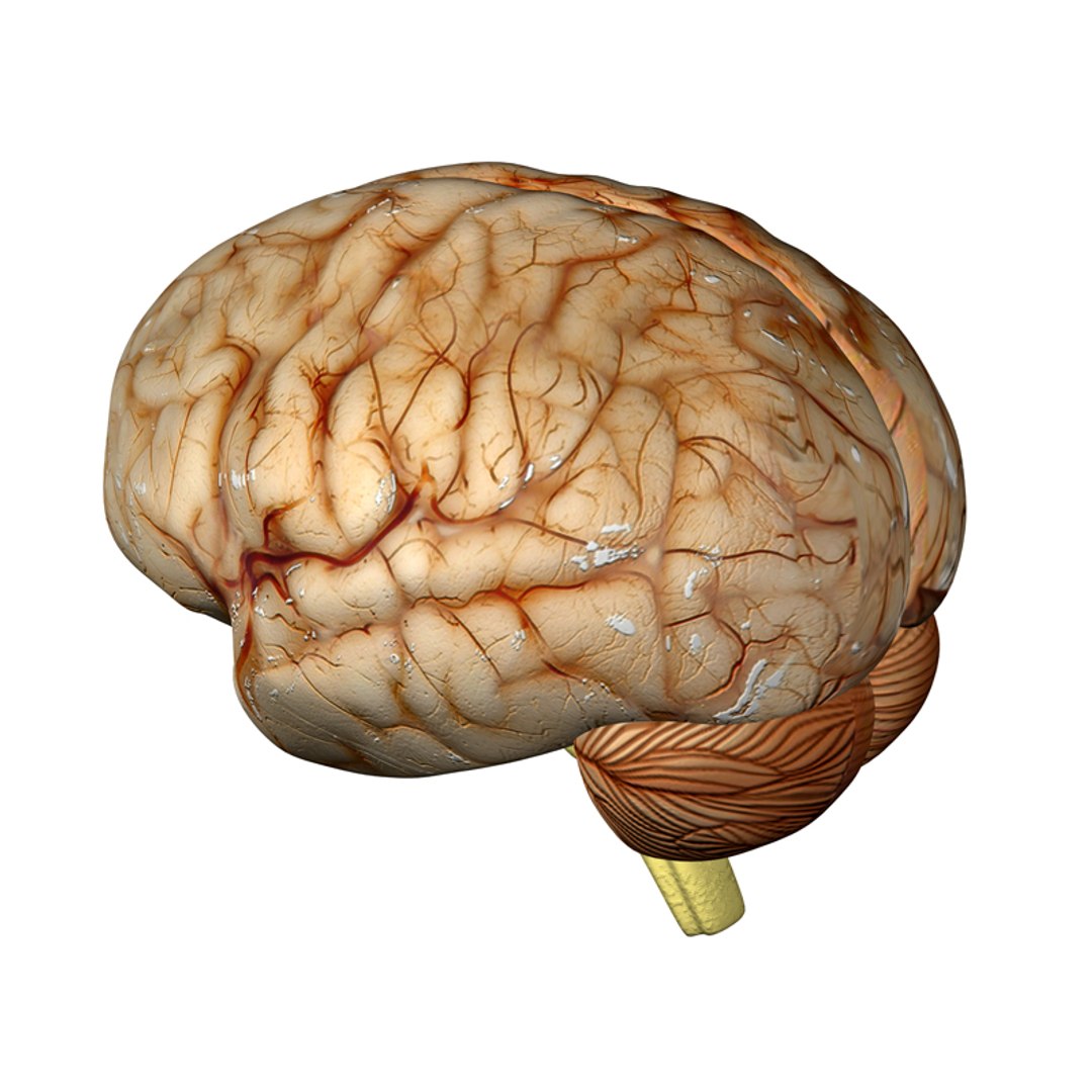 3d Model Human Brain