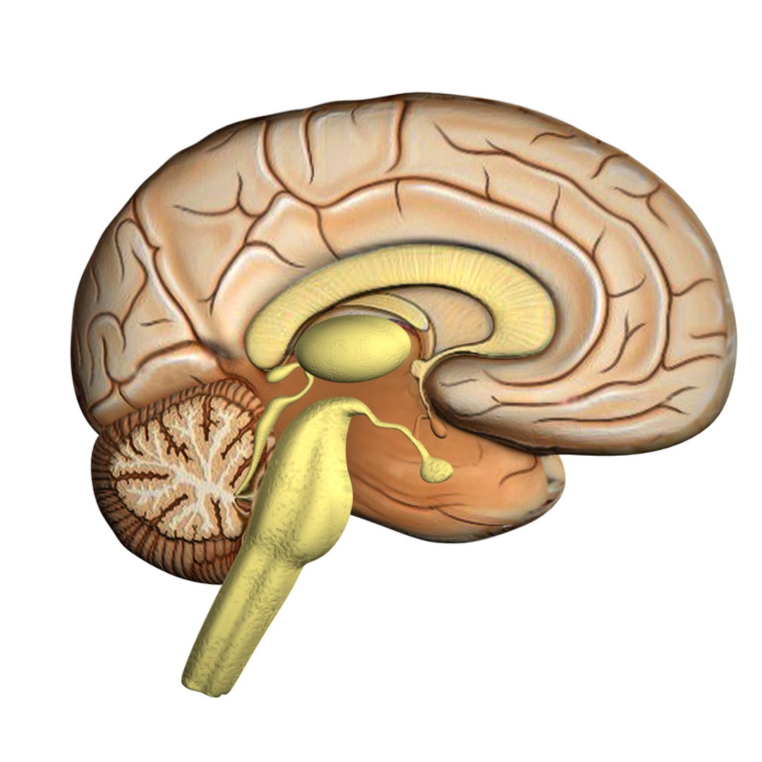 3d Model Human Brain