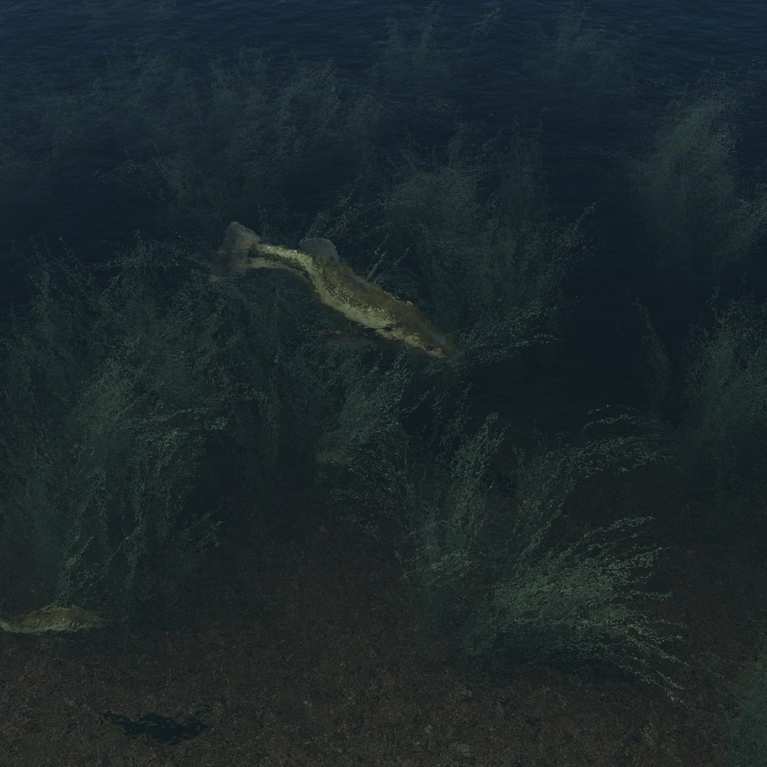 Bass Largemouth Fish Max