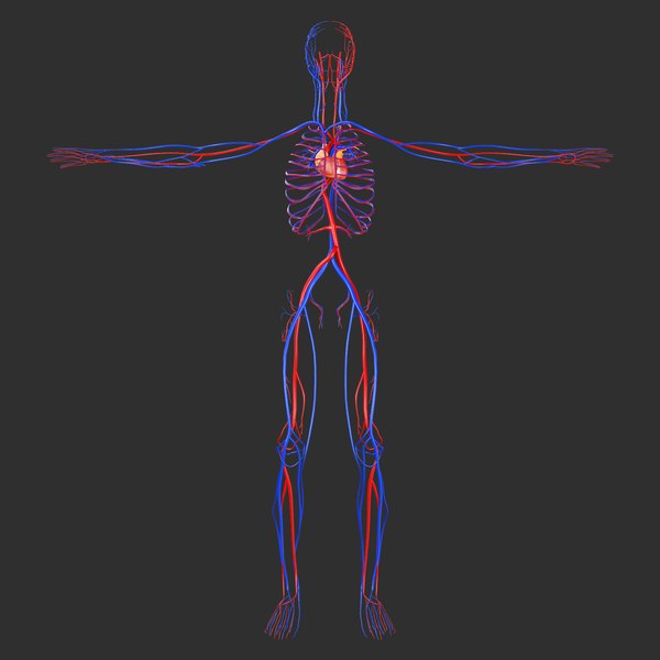 Human circulatory - 3D - TurboSquid 1217094