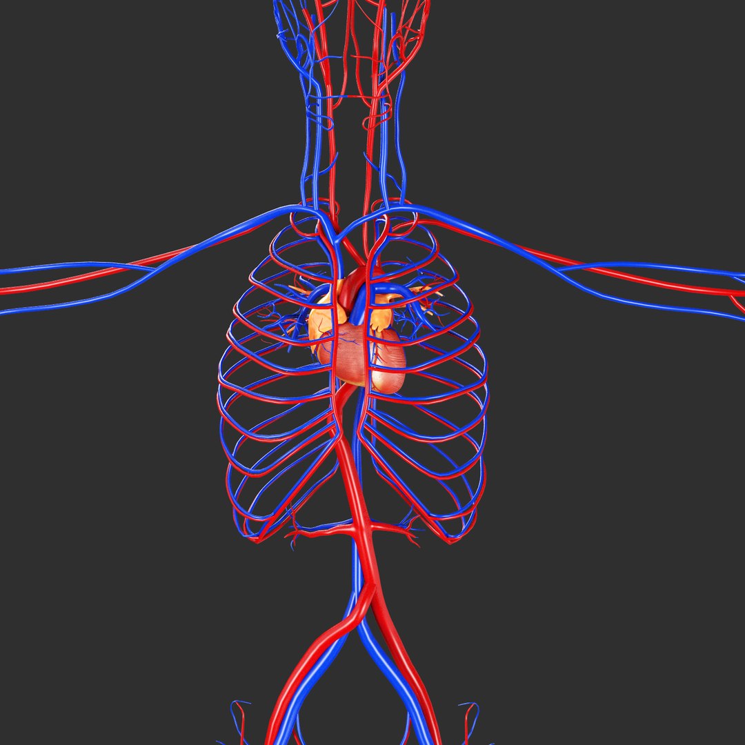 Human Circulatory - 3D - TurboSquid 1217094