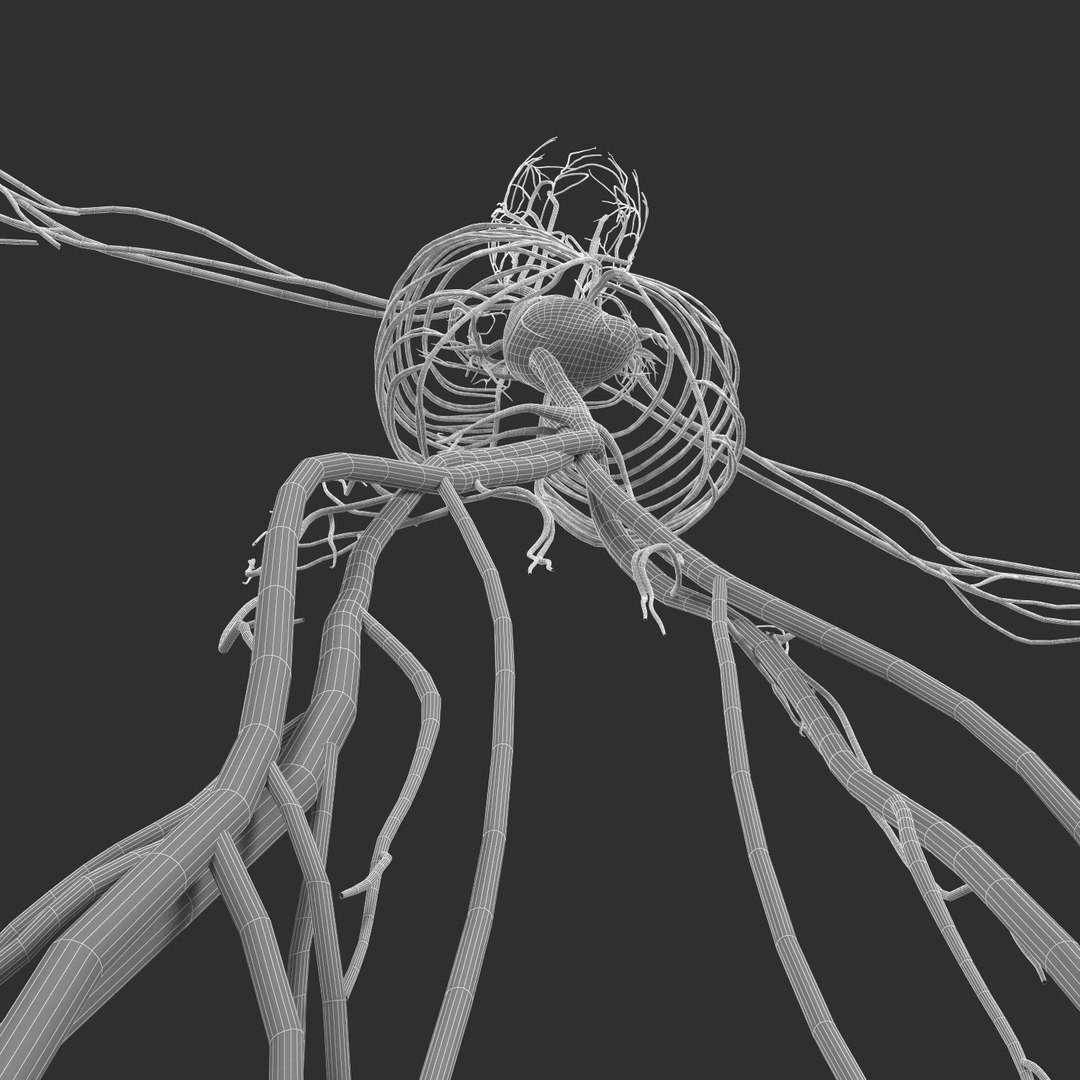 Human Circulatory - 3D - TurboSquid 1217094