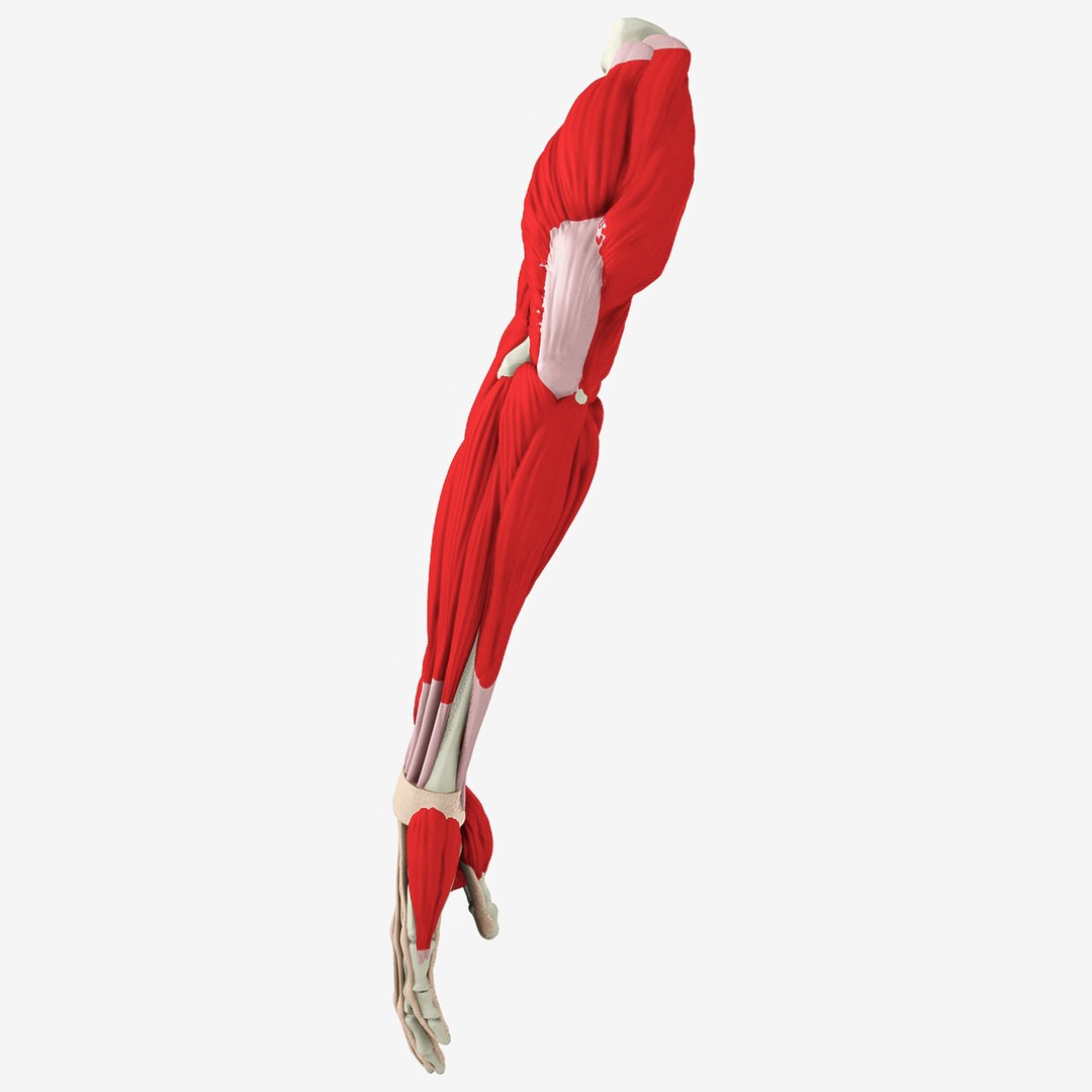 Human Male Arm 3D - TurboSquid 1199779