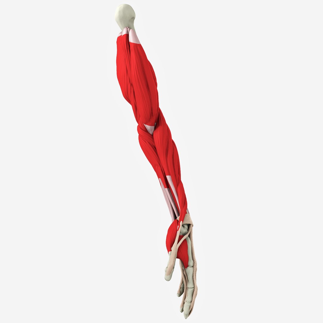 Human Male Arm 3D - TurboSquid 1199779