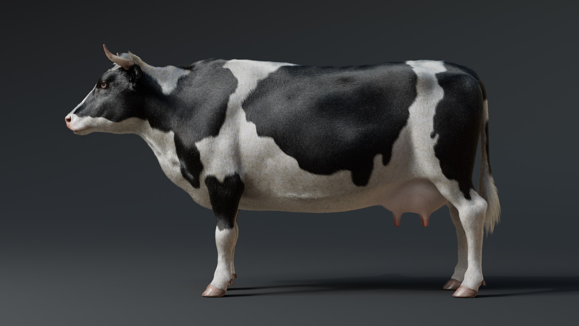 Cow Rigged Animated With 3 Textures 3D Model - TurboSquid 2099905