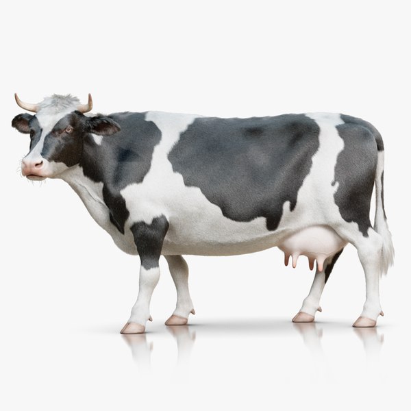 Free 3D Cow Models | TurboSquid