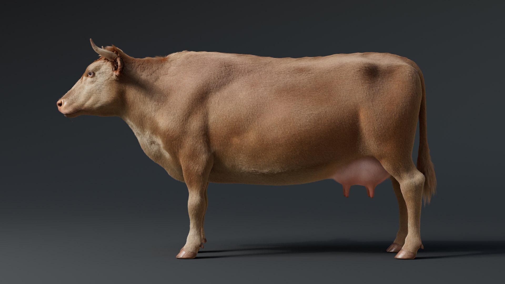 Cow Rigged Animated With 3 Textures 3D Model - TurboSquid 2099905
