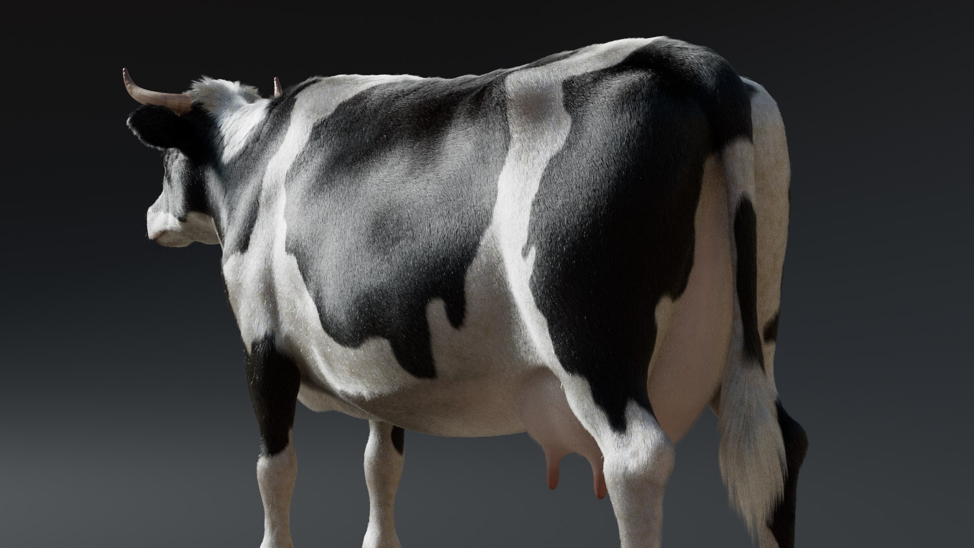 Cow Rigged Animated With 3 Textures 3D Model - TurboSquid 2099905