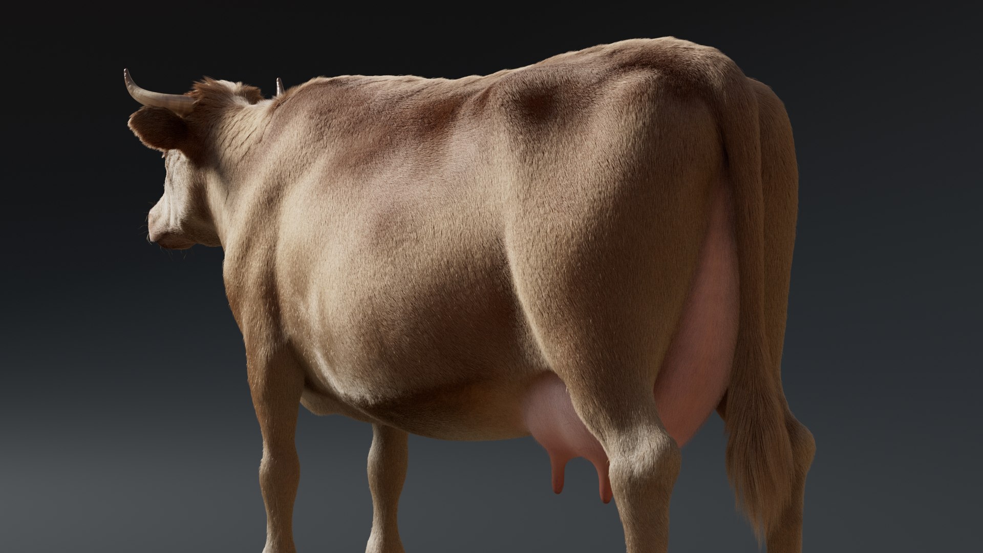 Cow Rigged Animated With 3 Textures 3D Model - TurboSquid 2099905