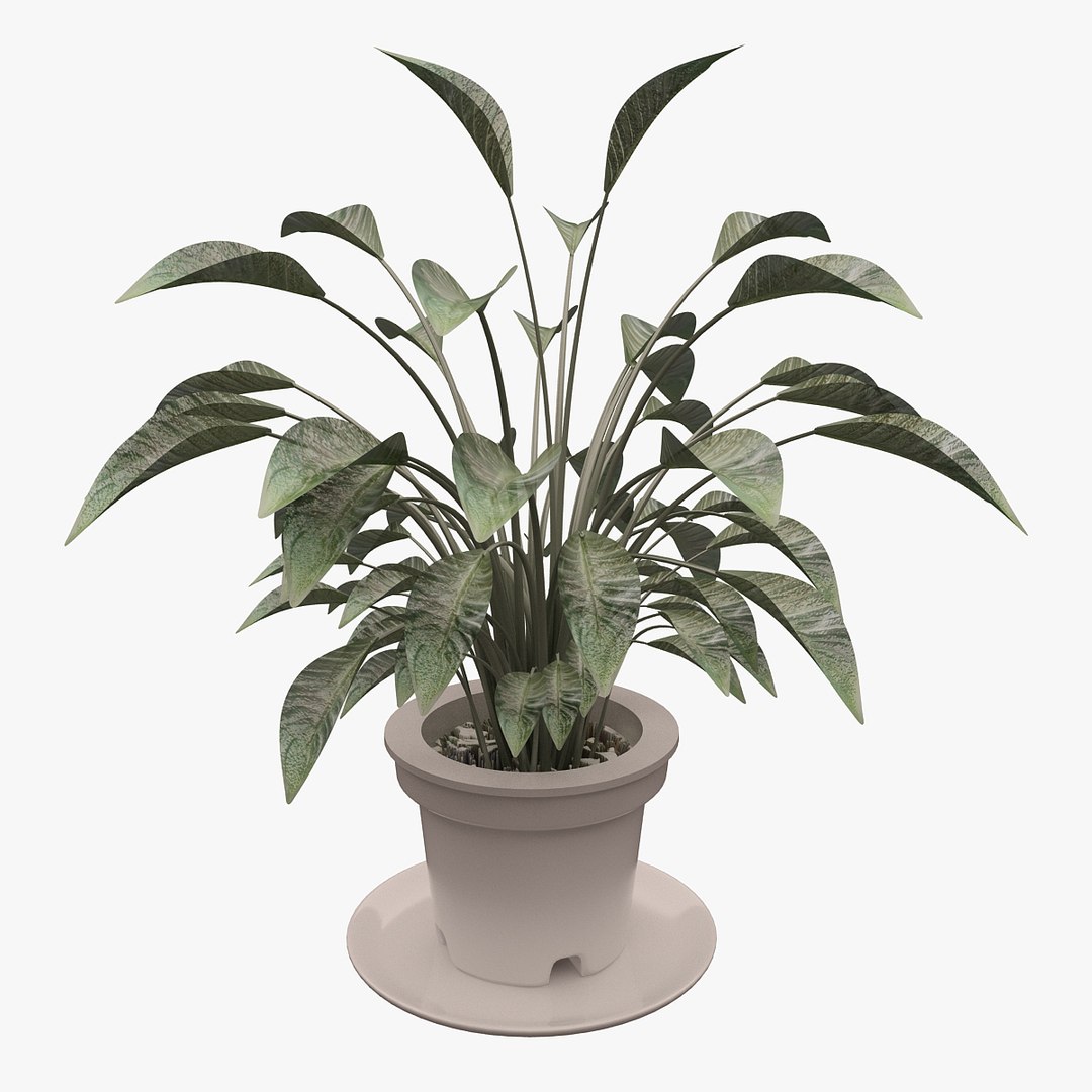 Plant 3d Obj