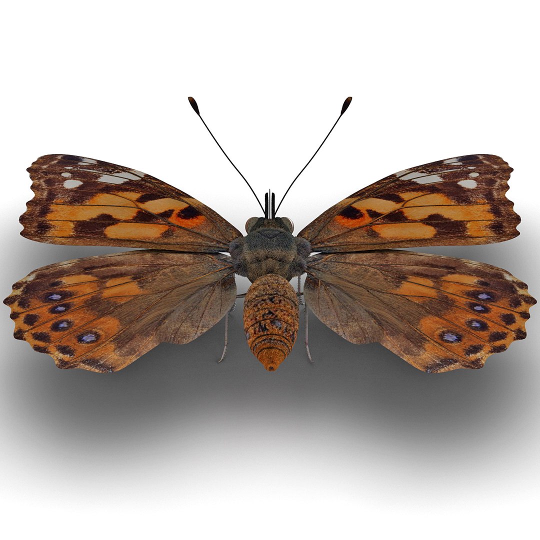 3d West Coast Lady Butterfly