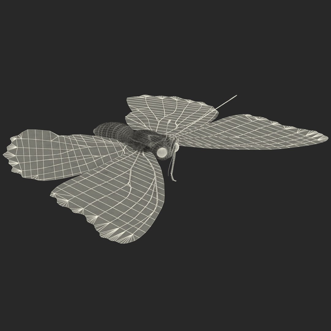 3d West Coast Lady Butterfly