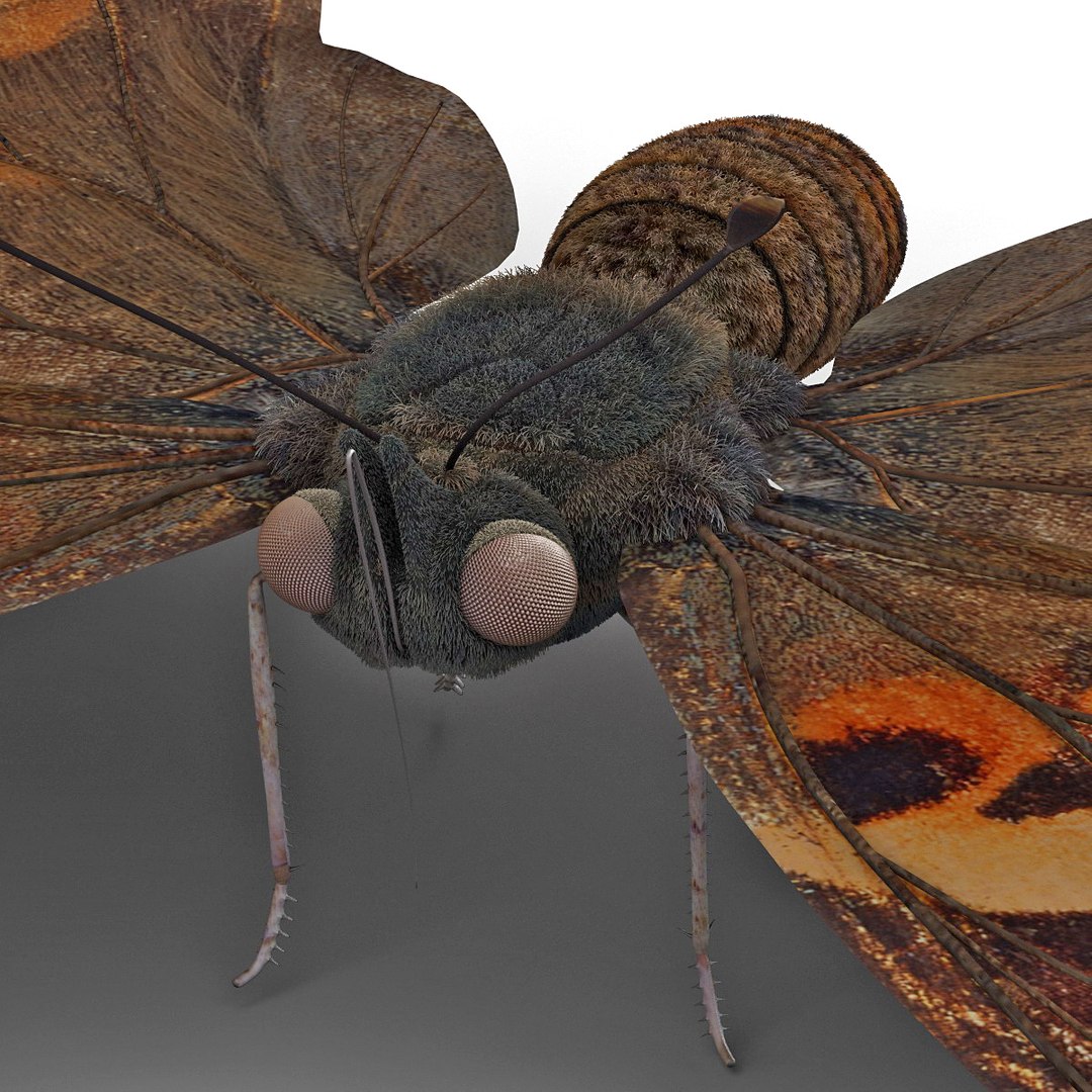 3d West Coast Lady Butterfly
