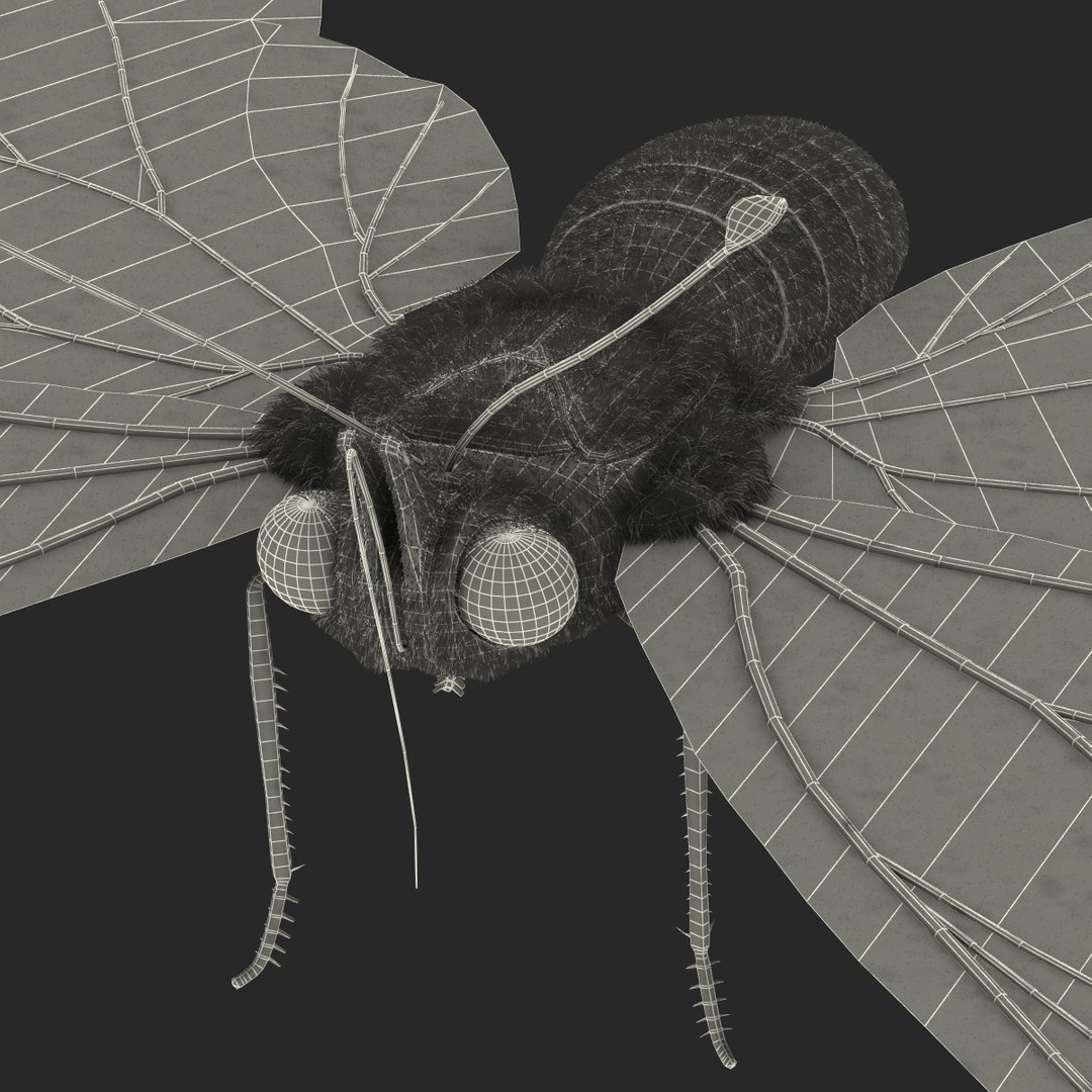 3d West Coast Lady Butterfly