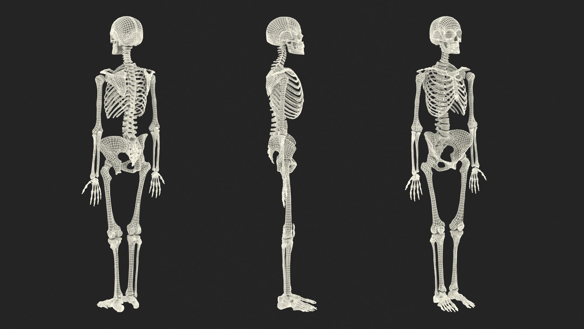 3D Human Female Skeleton Anatomy - TurboSquid 2385224