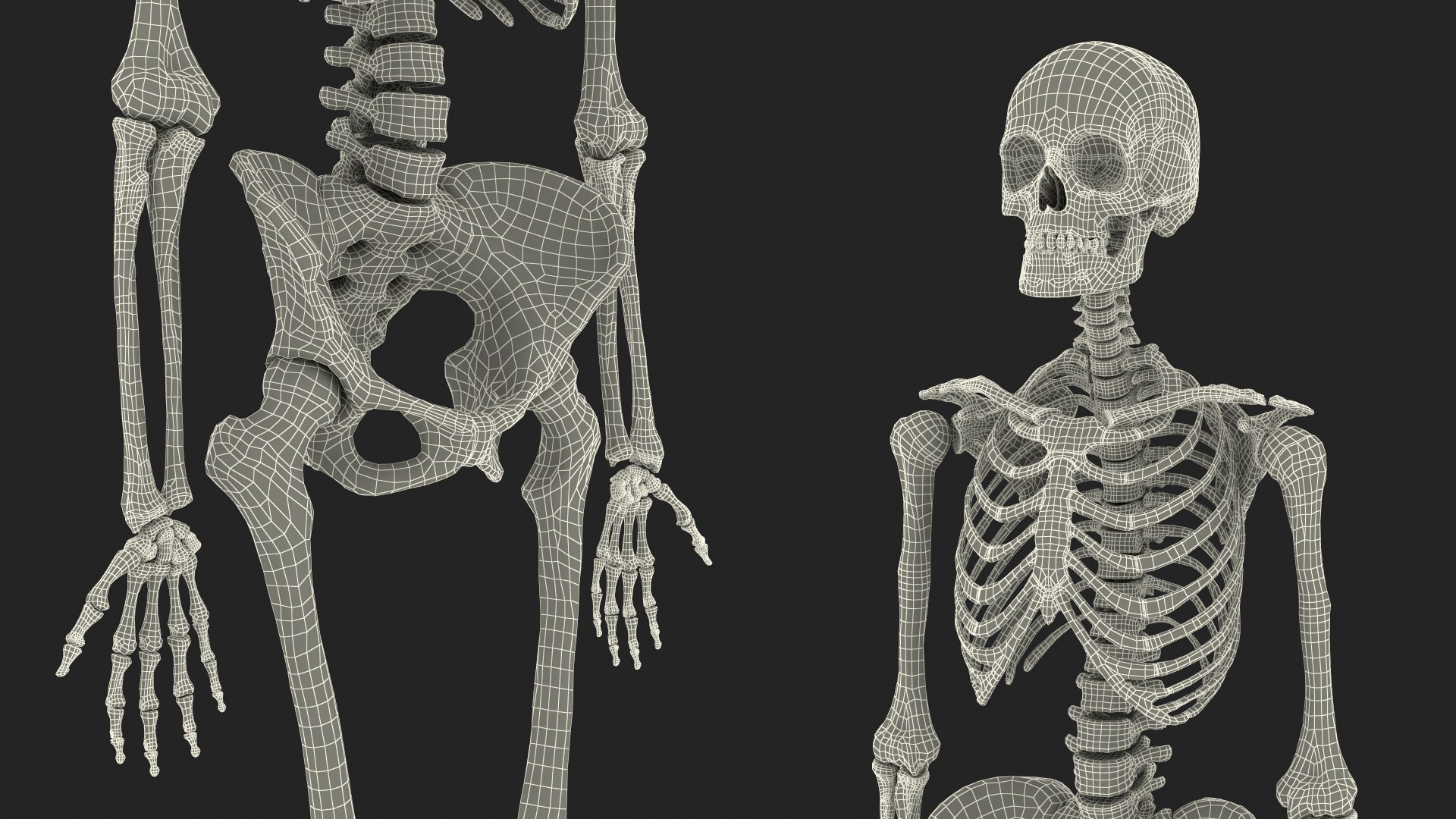 3D Human Female Skeleton Anatomy - TurboSquid 2385224