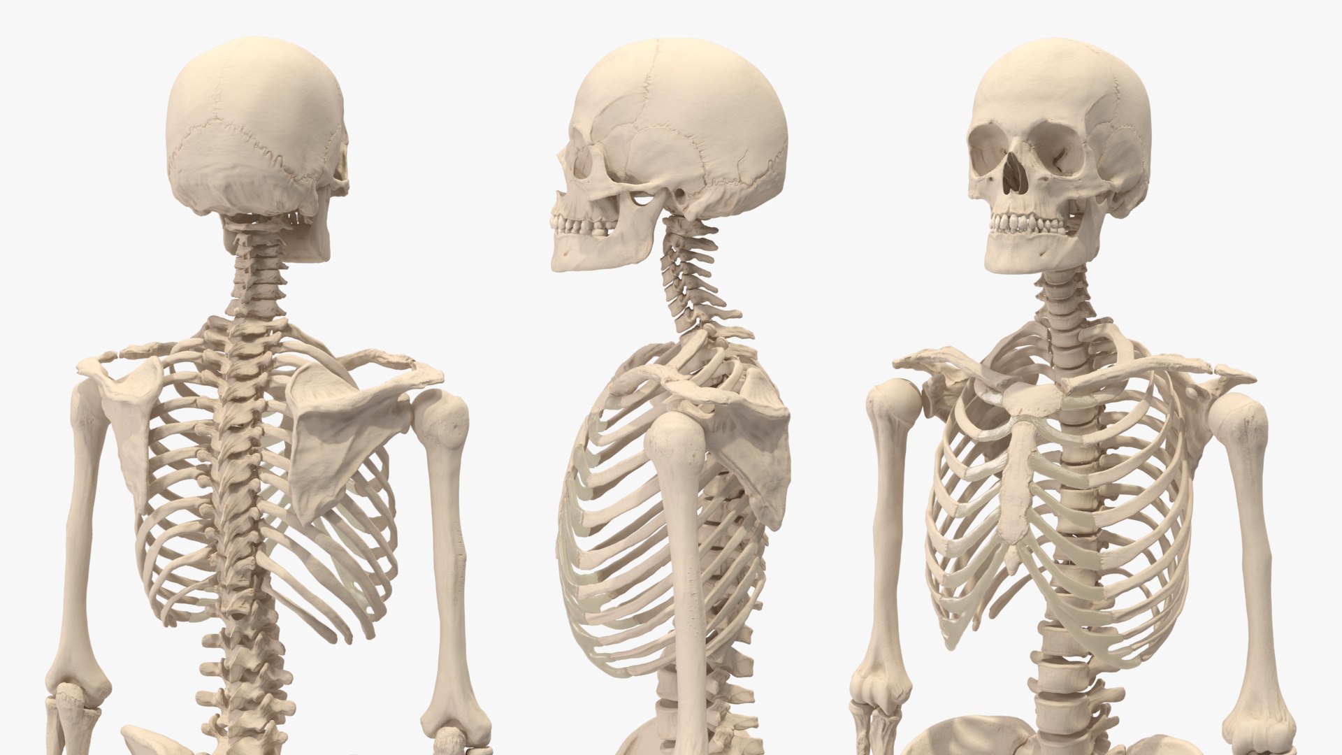 3D Human Female Skeleton Anatomy - TurboSquid 2385224