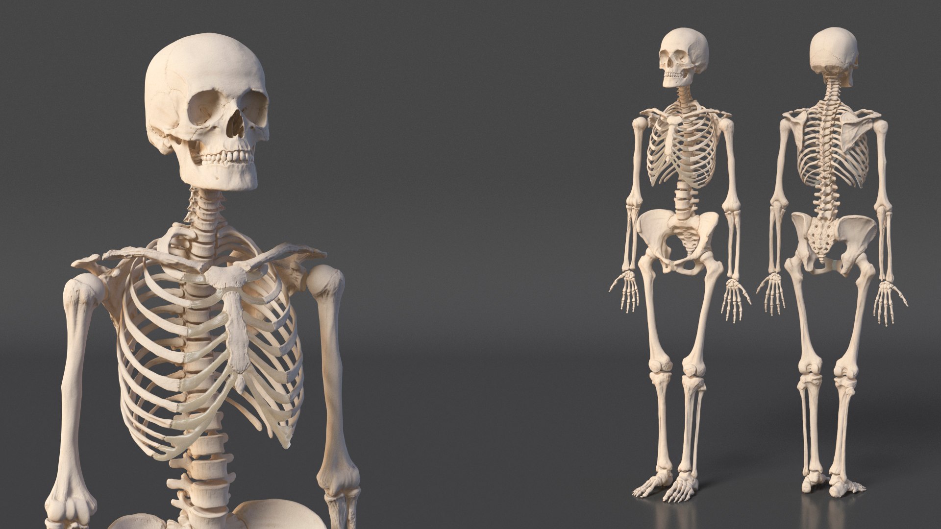 3D Human Female Skeleton Anatomy - TurboSquid 2385224