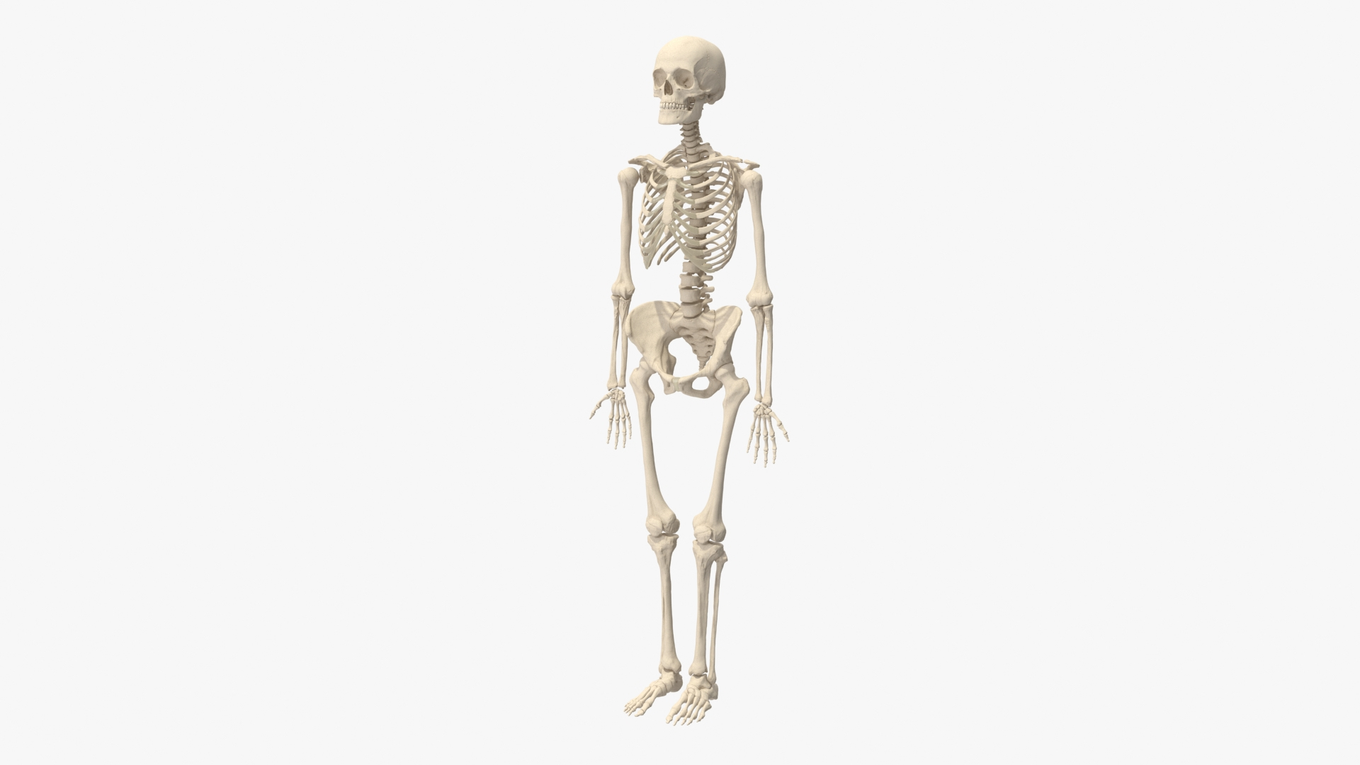3D Human Female Skeleton Anatomy - TurboSquid 2385224