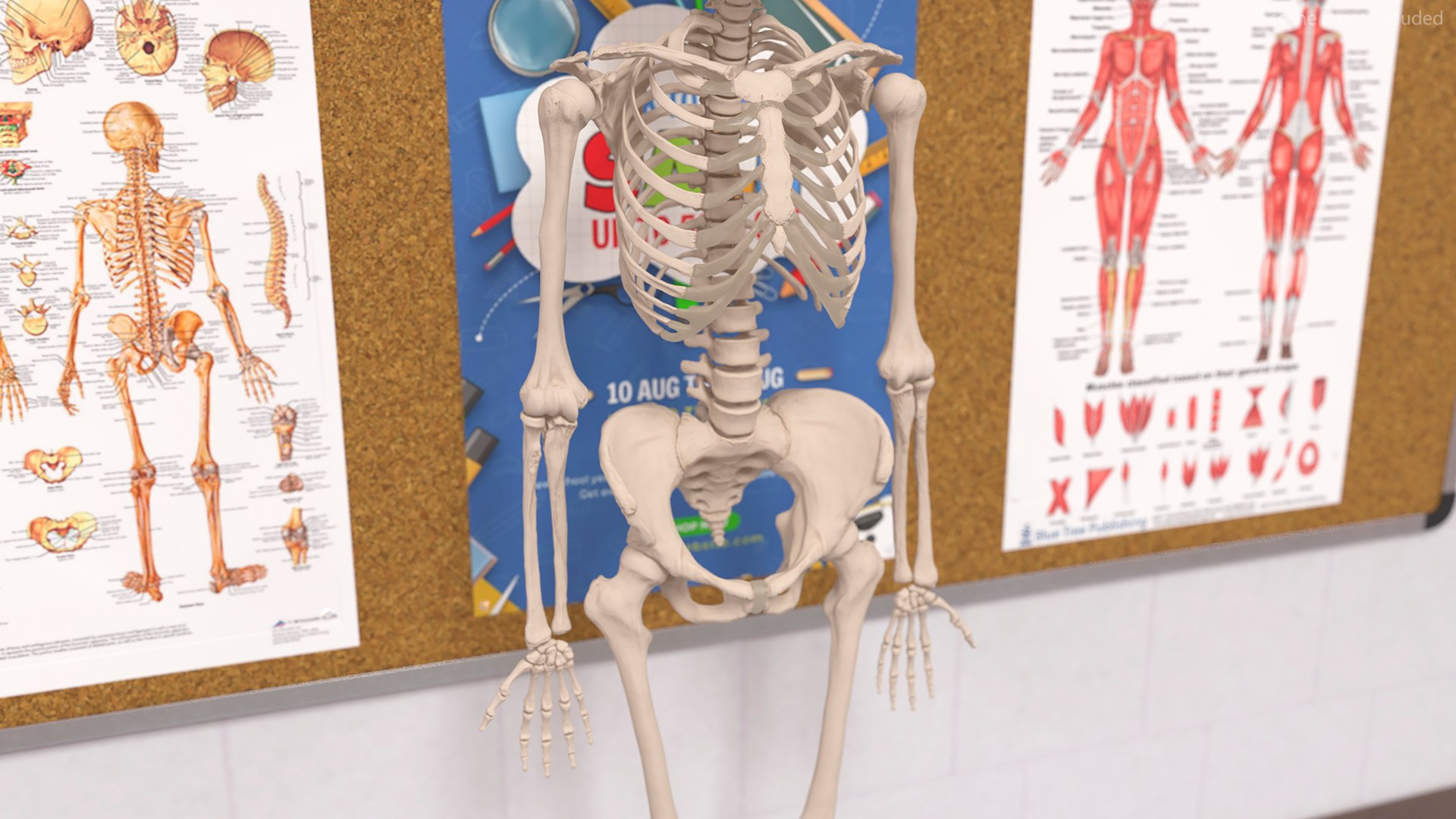 3D Human Female Skeleton Anatomy - TurboSquid 2385224