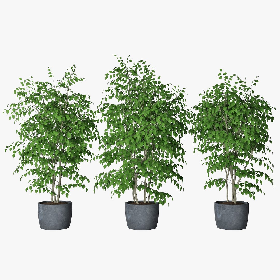 3D Ficus Benjamin - TurboSquid 1524582