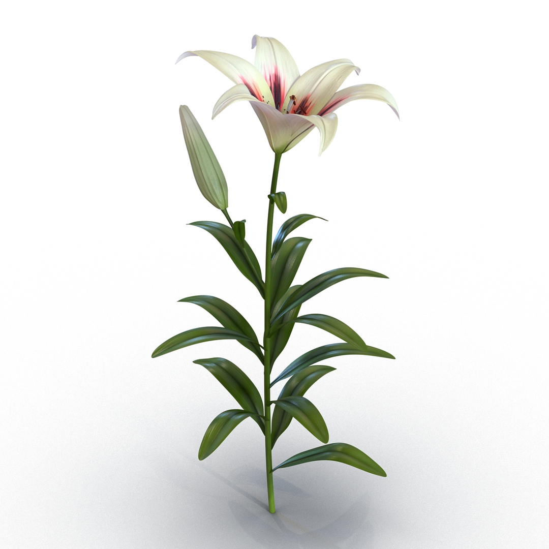 3D flowers 6 model - TurboSquid 1290369