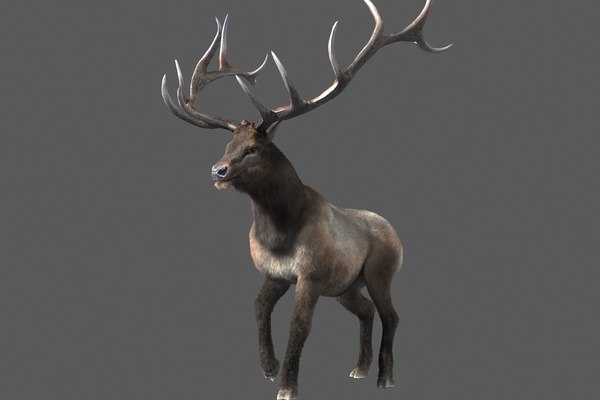 애니메이션 사슴 사슴 elaphurus 3D 모델 - TurboSquid 1776706